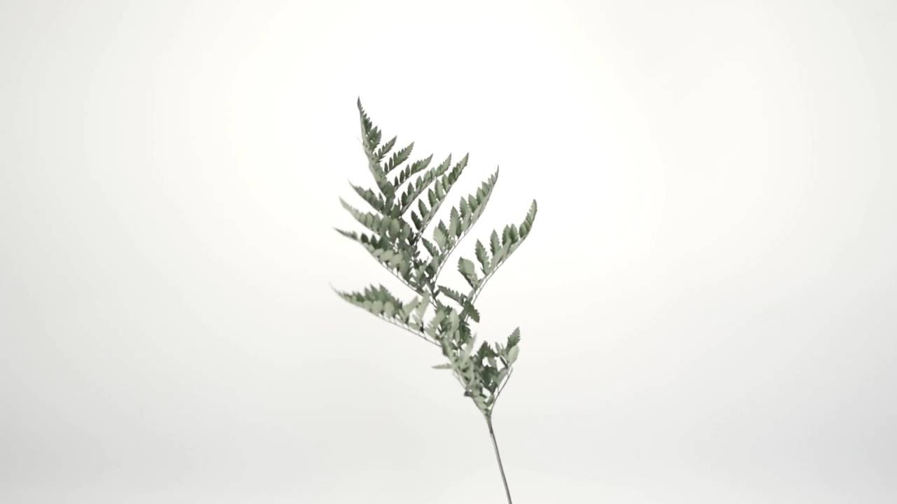 Relaxing Leaves HD. loop - YouTube