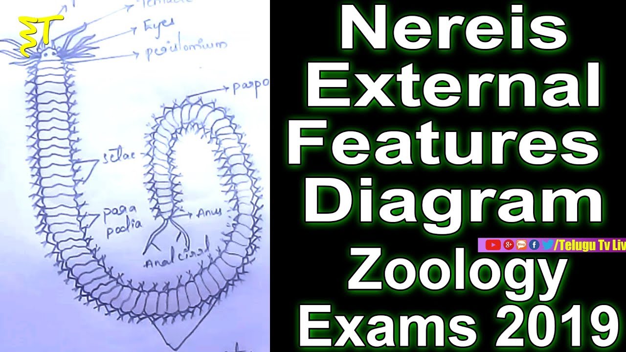 Nereis External Features Diagram #Zoology #Diagrams | how to draw a ...