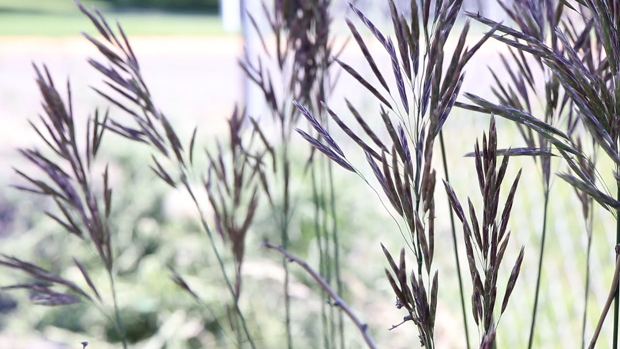 Smooth Bromegrass