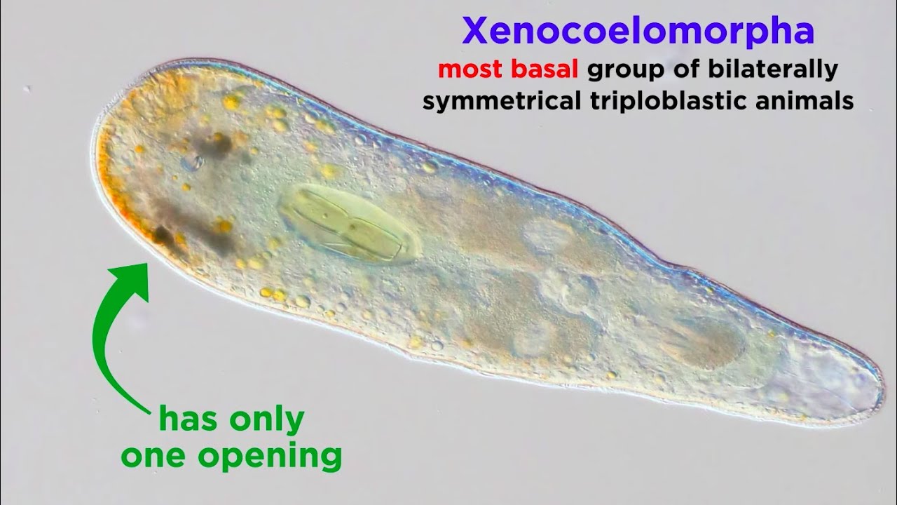 Phylum Xenacoelomorpha and an Introduction to Nephrozoa - YouTube