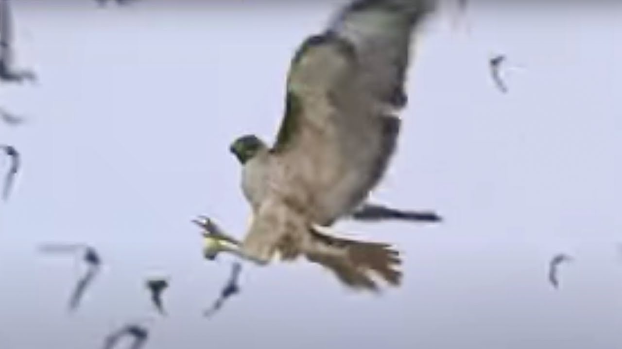 Hawk VS Bat | BBC Studios - YouTube