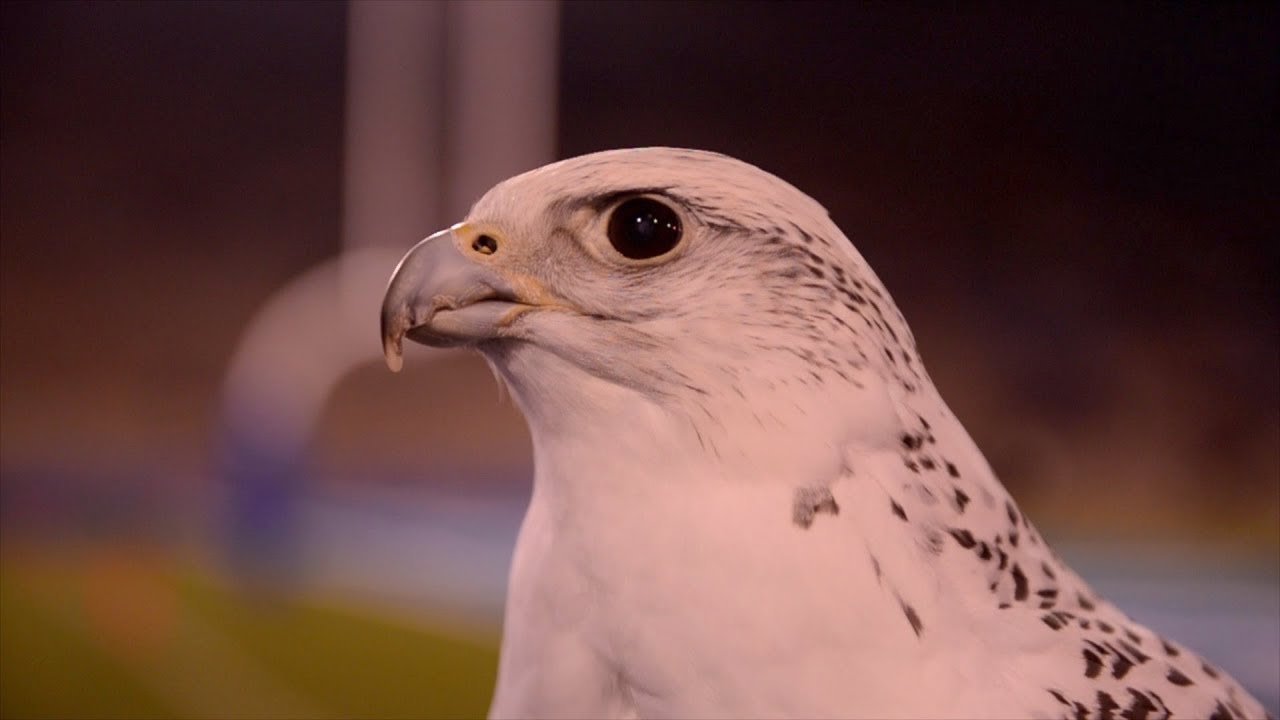 Aurora and her flock of falcons: the live mascots of the US Air Force ...
