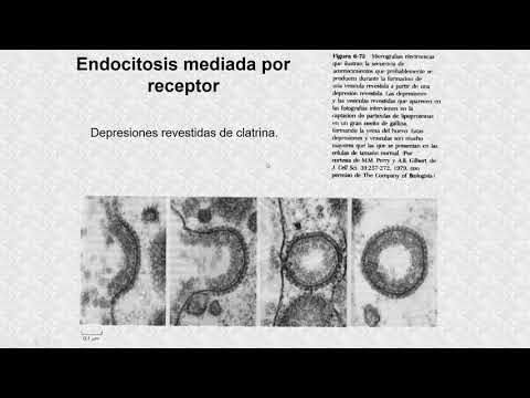 Endocitosis mediada por receptor - YouTube