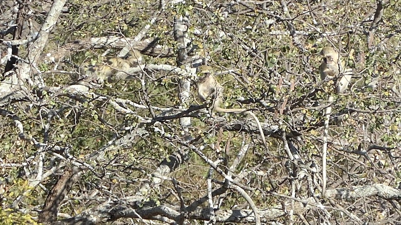 Victoria Falls - Monkeys in a Tree - YouTube
