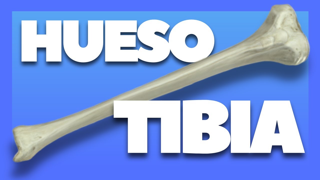🦴 HUESO TIBIA y sus partes | Huesos del Cuerpo Humano - YouTube