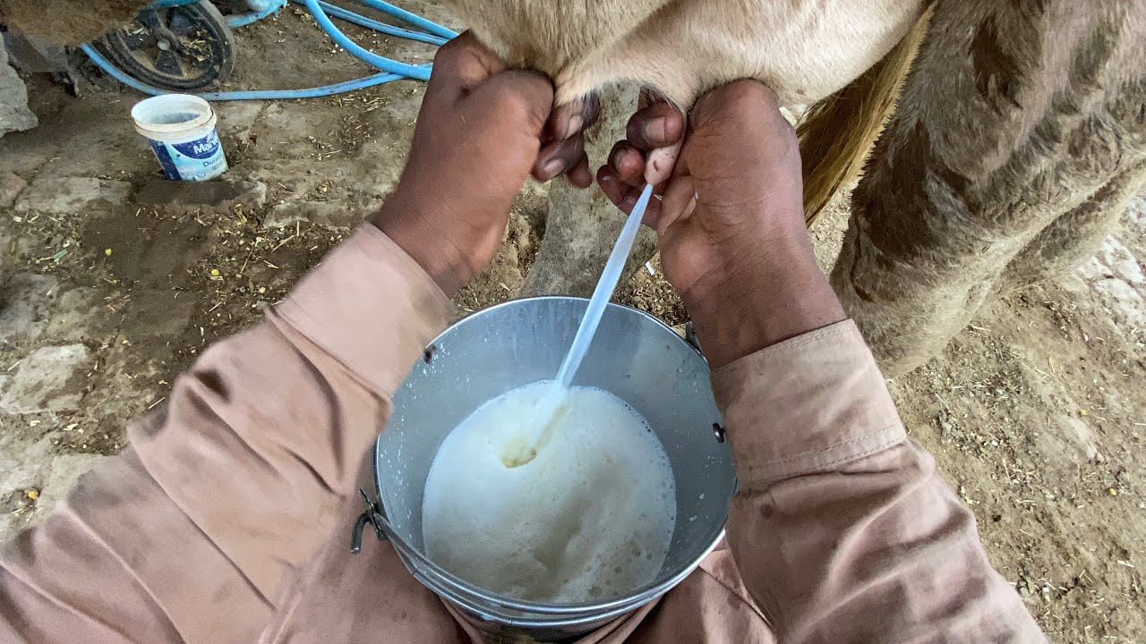 How to milk a cow with hands - YouTube