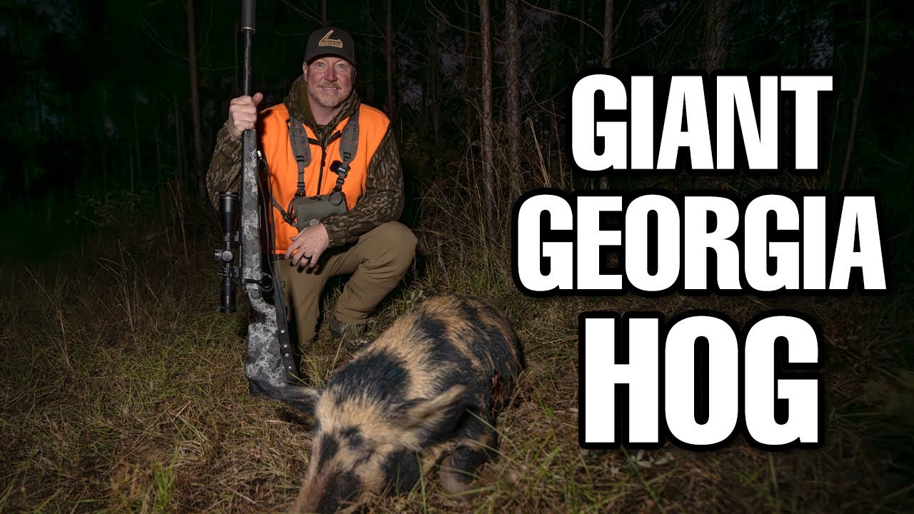 GIANT Georgia Hog | Hog Hunting In South Georgia - YouTube