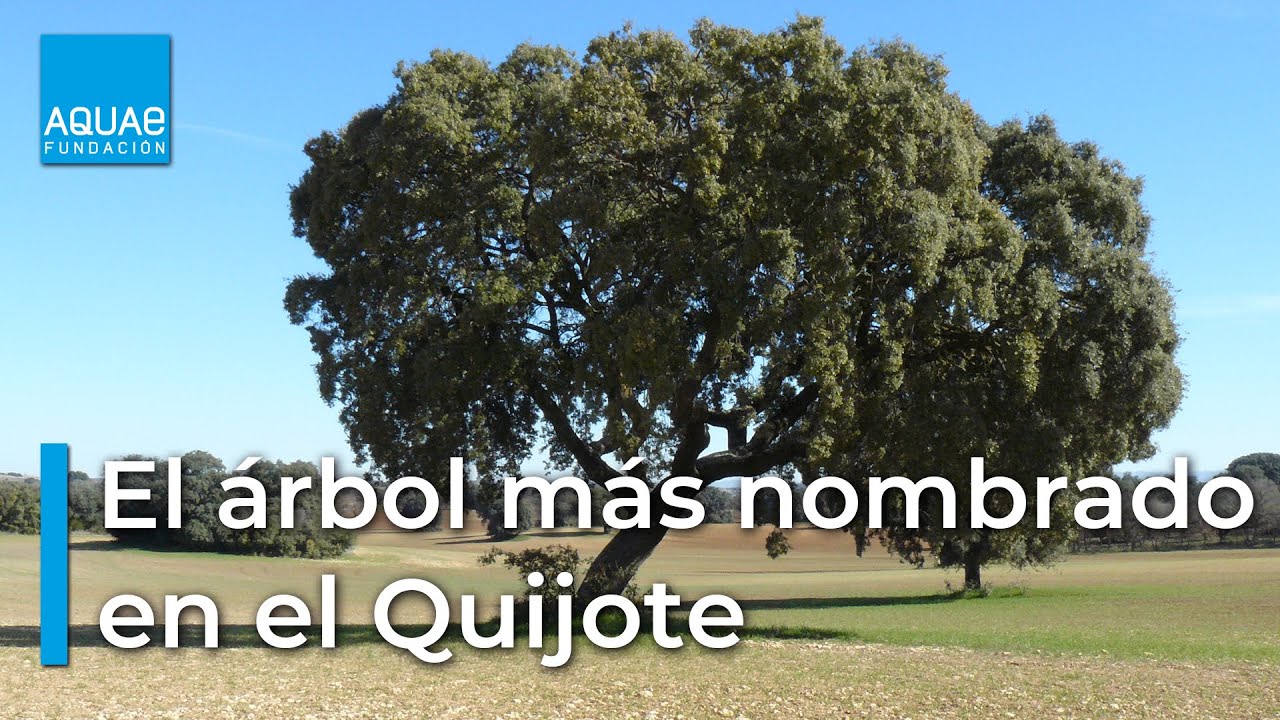🌳 La ENCINA, el árbol más nombrado por Cervantes en Don Quijote de la ...