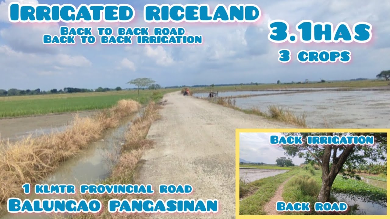 lot#454 perfect 4 investmnt harvest 350 to 400 cavan of rice per ...