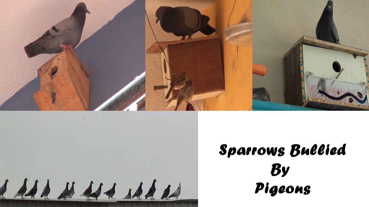 Sparrows Bullied by Pigeons - YouTube