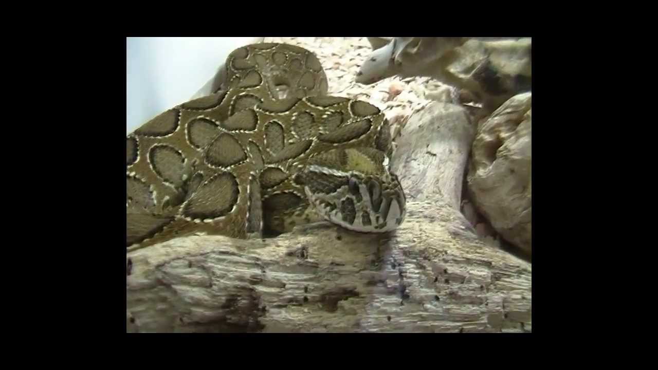 The Russell's viper (Daboia [Vipera?] russelii) - YouTube