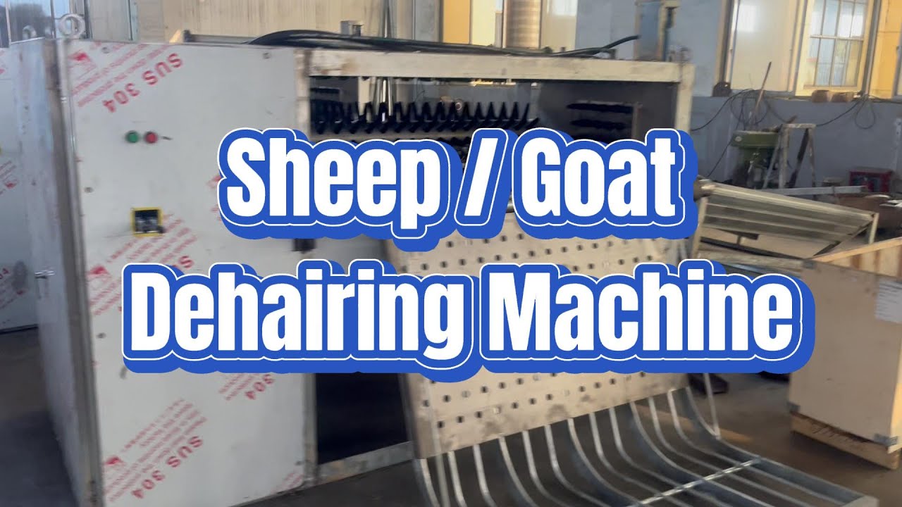 Sheep dehairing machine goat dehairer modern abattoir slaughtering line ...