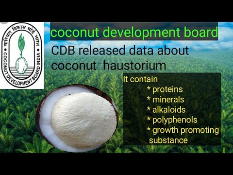 coconut embryo health benefits and food review | ತೆಂಗಿನಕಾಯಿ ಹೂವಿನ ...