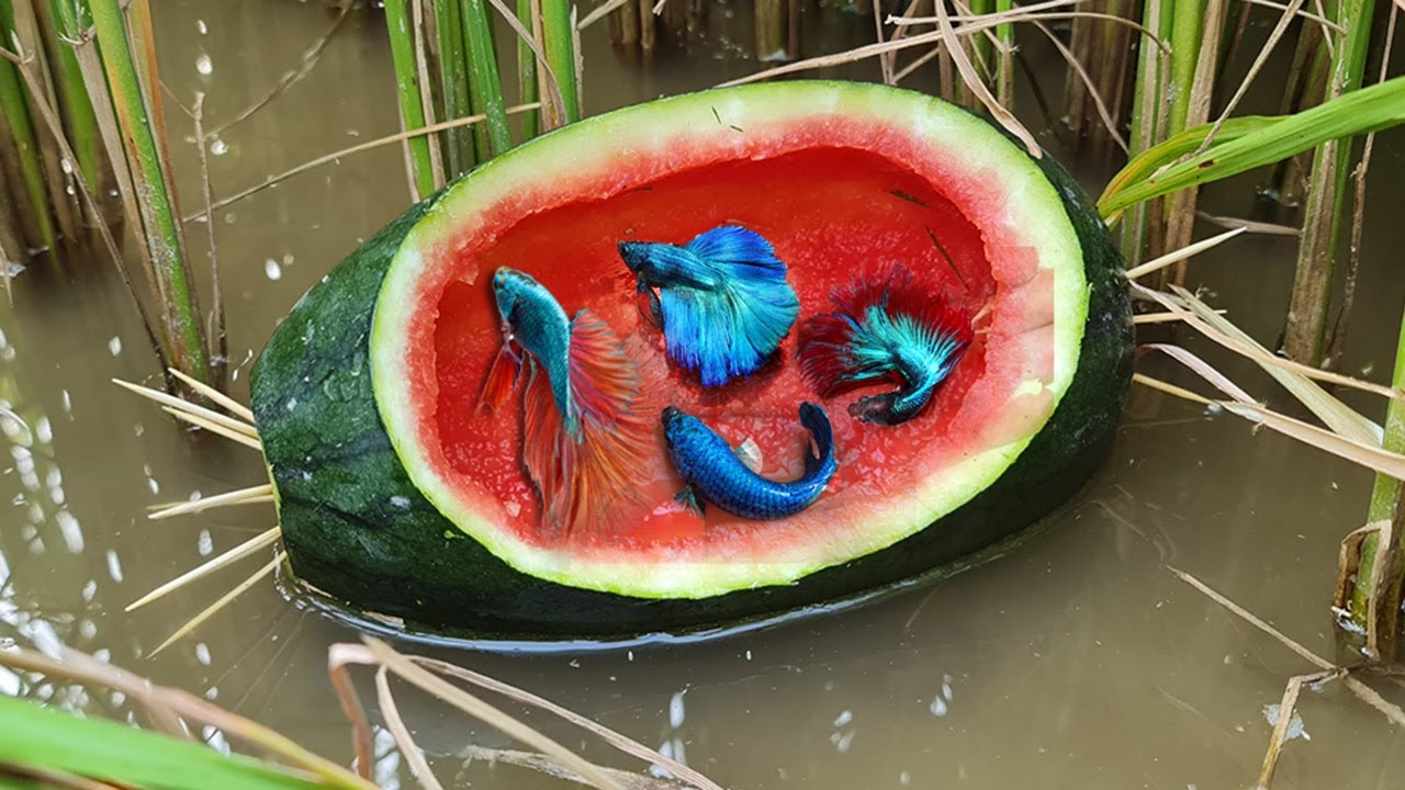 Amazing Using Watermelon Trap Catch a lot Beautiful Betta Fish. - YouTube