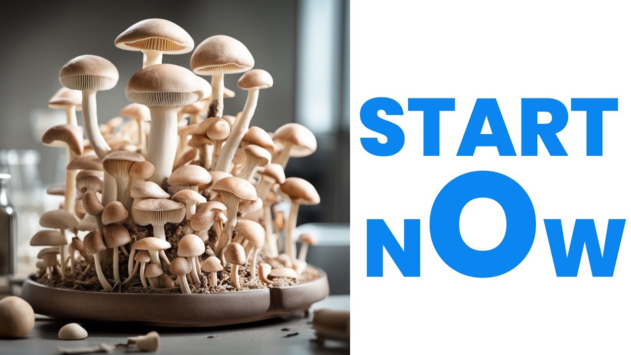 High Tech Shed for Mushroom Farming Contact - YouTube