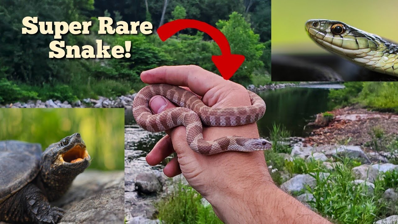 SUPER RARE snake found! Searching for snakes, lizards, and turtles ...