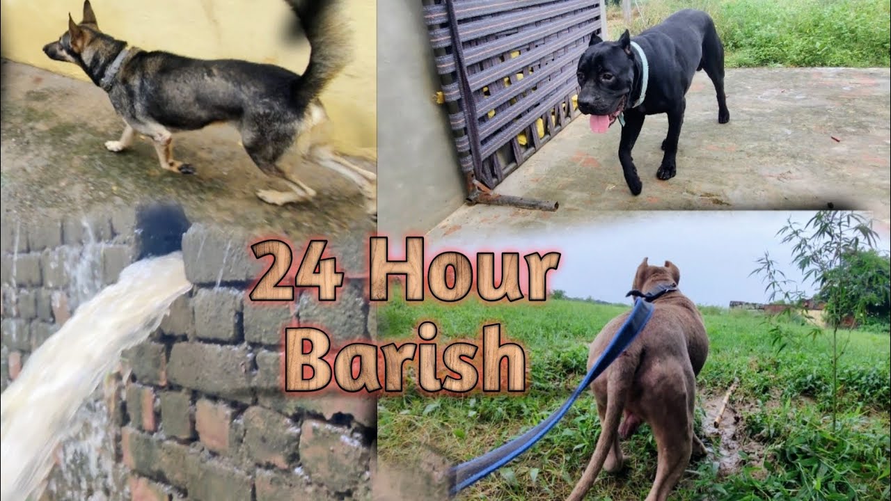 Barish Se Saare Dog Khush 😀 | Sultaan Joggy | Pet Vlog Mayank - YouTube