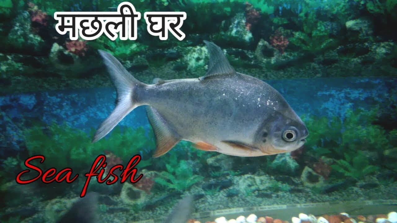 Machli ghar | fish aquarium - YouTube