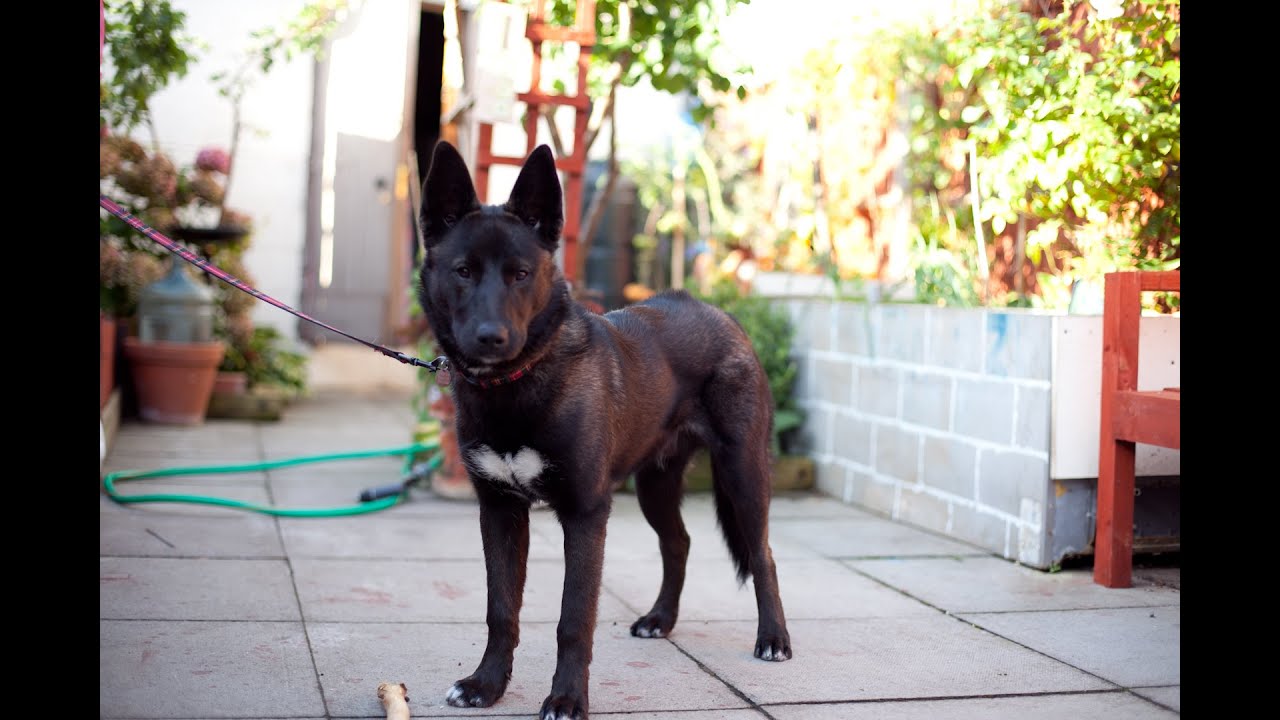 Labsky Breed information - YouTube