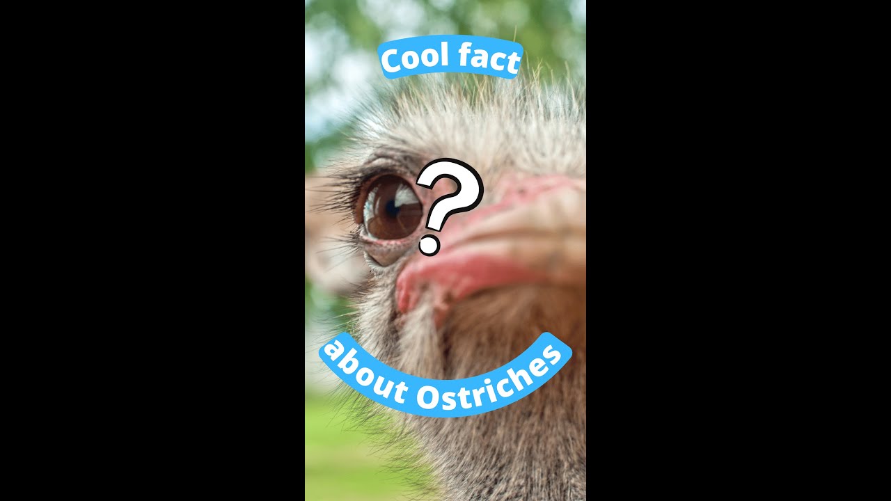 Ostrich anatomy fact...(bigger than what?!) Brain Gains #shorts - YouTube