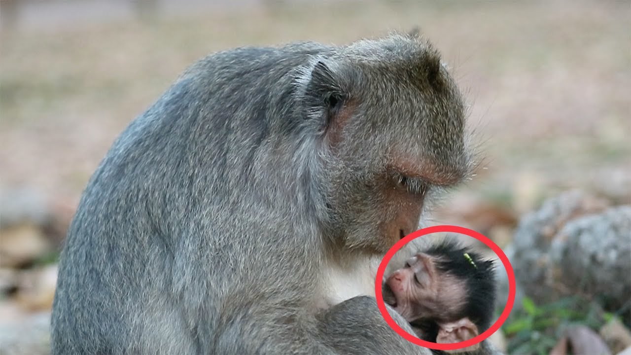 Falling in love on new baby monkey Jayden, New baby Jayden so healthy ...