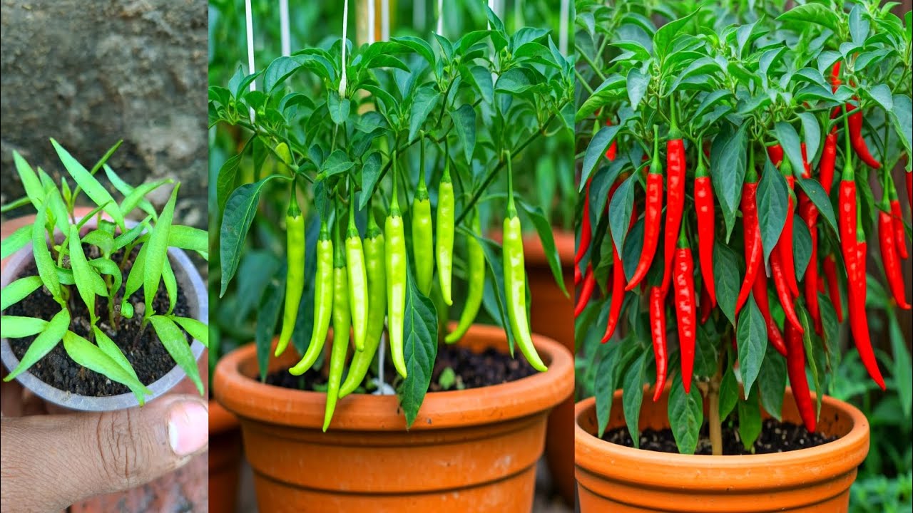 How to grow chilli from seed - YouTube