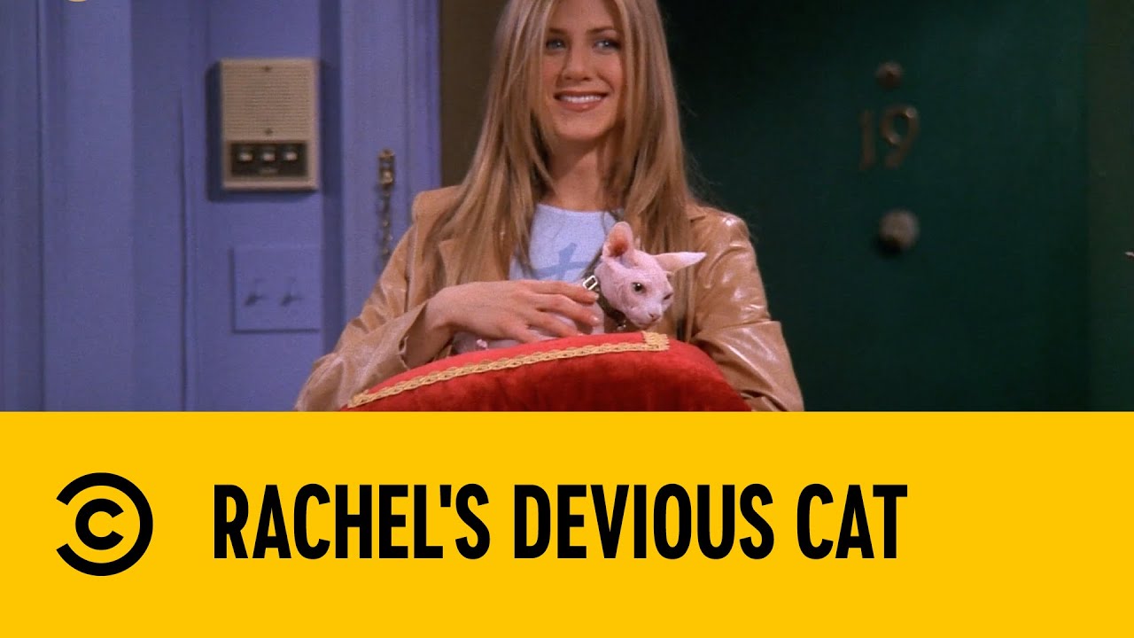 Rachel's Devious Cat | Friends | Comedy Central Africa - YouTube