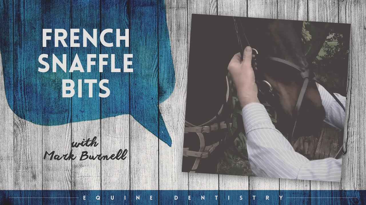 Equine Dentistry | French Snaffle Bits Explained with Equine Dentist ...