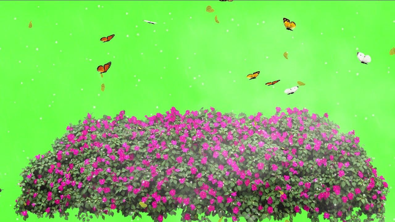 a friend's flower garden green screen - YouTube