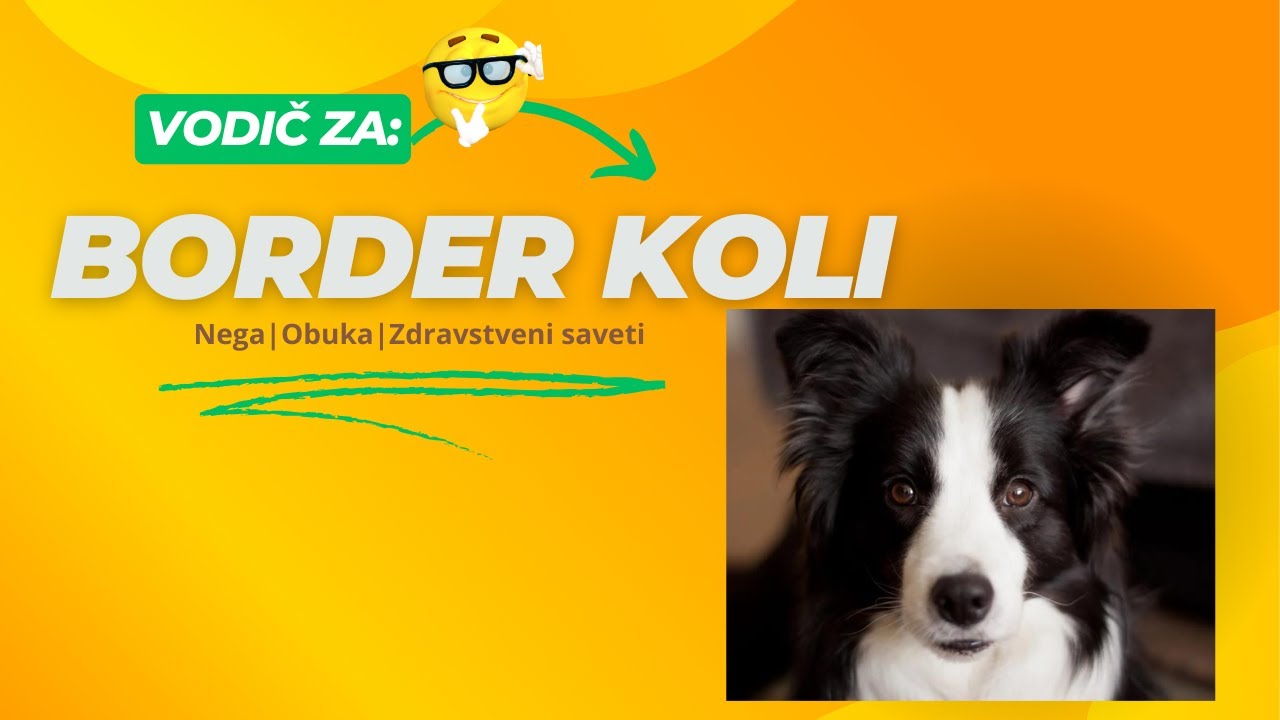 Border Koli 101– Najpametnija rasa pasa, objašnjeno! - YouTube