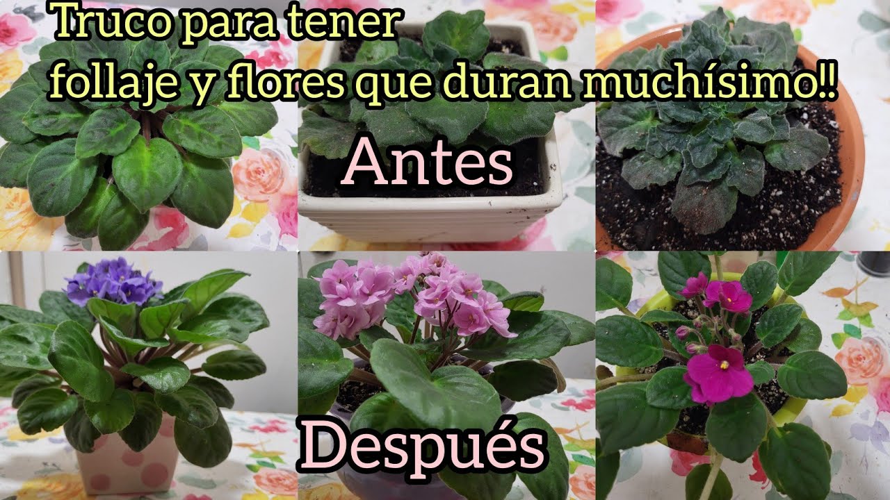 TRUCOS Y CONSEJOS PARA QUE TUS VIOLESTAS AFRICANAS TENGAN FOLLAJE Y ...