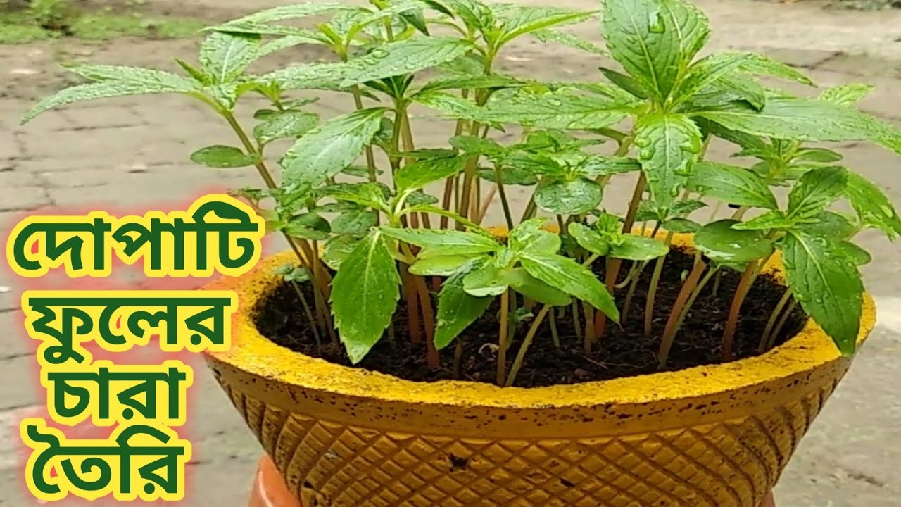 দোপাটি ফুল। দোপাটি ফুলের বীজ থেকে চারা। garden balsam। Dupati flower ...