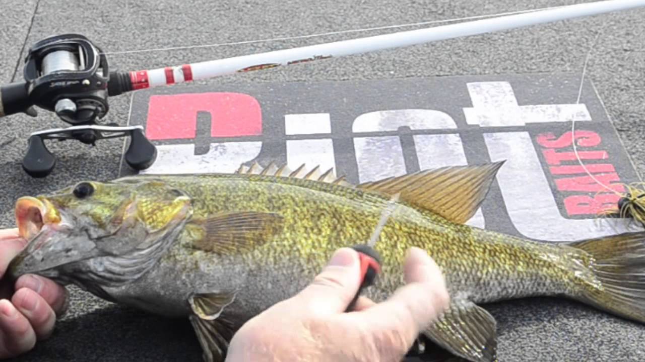 How to Fizz a Bass 's Swim Bladder - YouTube