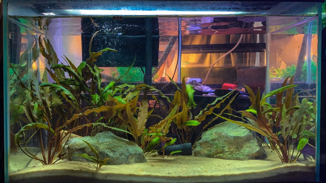 Quick update on the 20 gallon bluegill tank - YouTube