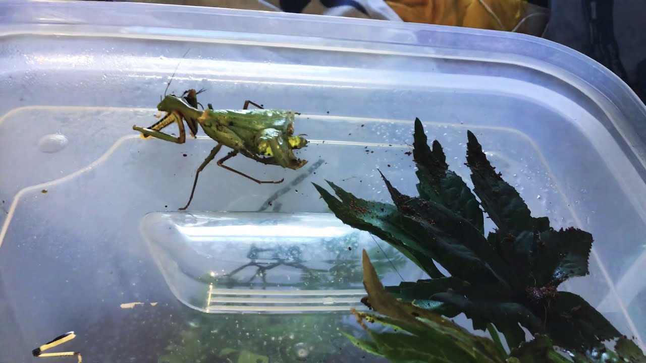 Male mantis feeding - YouTube