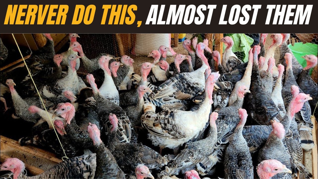 🚫 STOP Don't Transport Turkeys by Road Long Distance | Turkey Farming ...