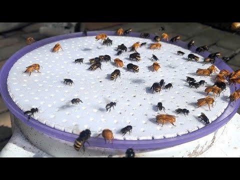 alimantando minha manduri amarela - YouTube