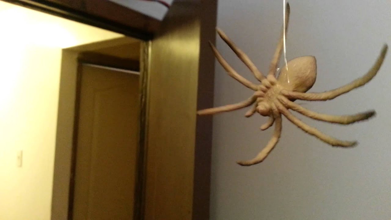Fake Spider prank - YouTube