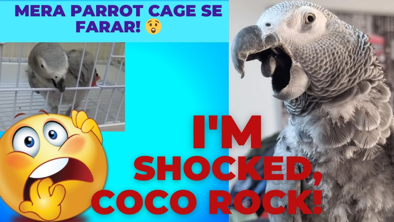 Mera Parrot Cage Se Farar | I'm Shocked, Parrot is Rock!| My Parrot ...