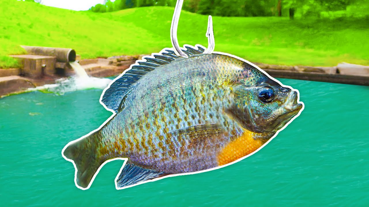 Fishing for 15lb Bass w/ GIANT Livebait! - YouTube