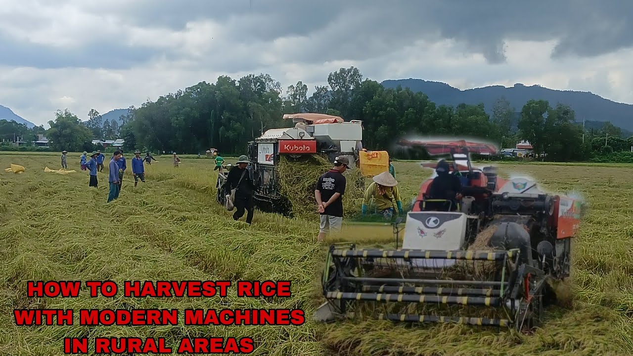 HOW TO HARVEST RICE WITH MODERN MACHINES IN RURAL AREAS.[Rural rice ...