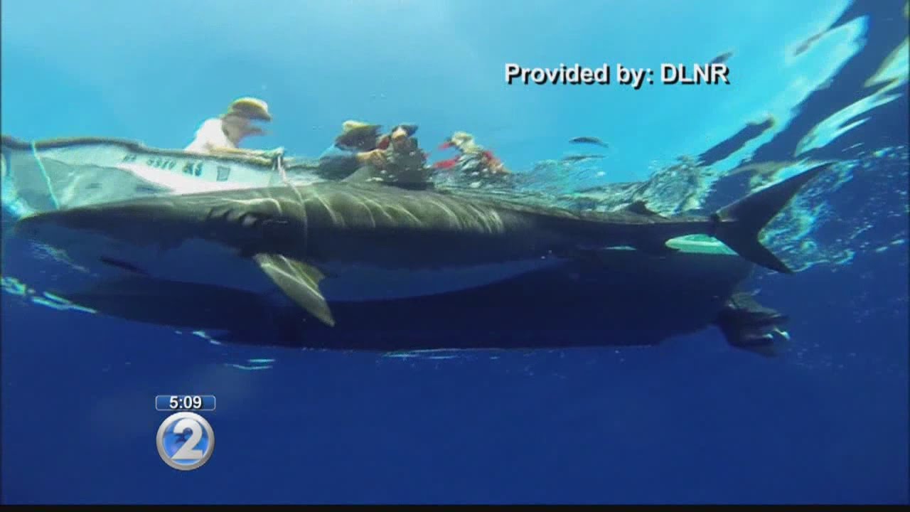 Study reveals tiger sharks prefer waters off Maui - YouTube