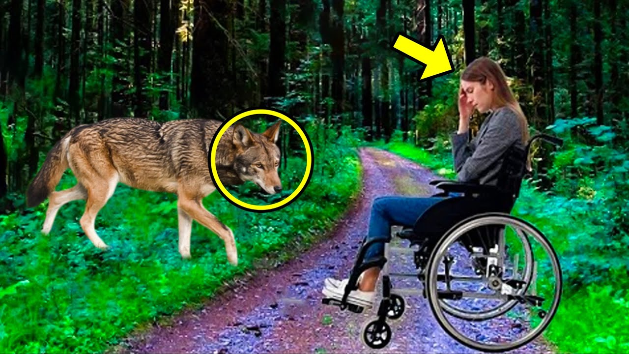 Stepmom Left Her Paralyzed Daughter in The Forest. A Wolf Saw Her & Did ...