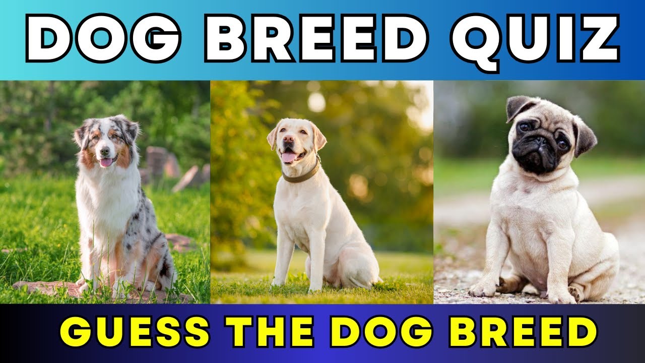 35 Dog Breeds Quiz - YouTube