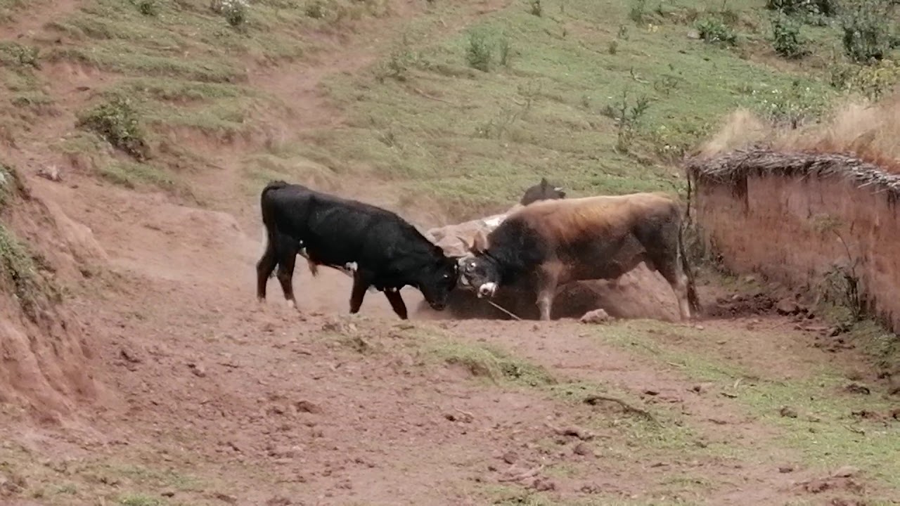 pelea de toros en el potrero - YouTube