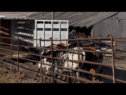 The best way to load cattle is to make it their idea - YouTube