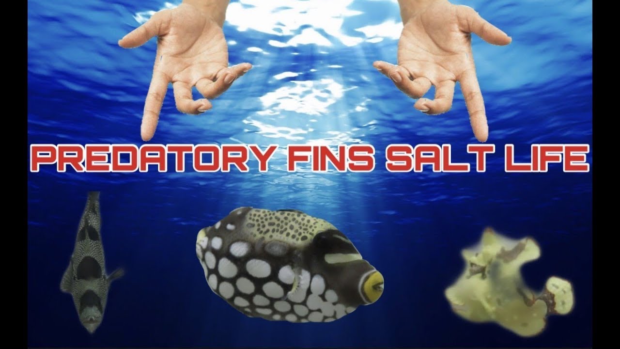 PREDATORY FINS SALT LIFE? we might be doing something new... - YouTube