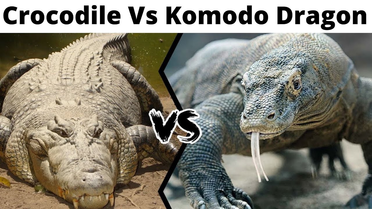 Komodo Dragon Vs Crocodile Fight