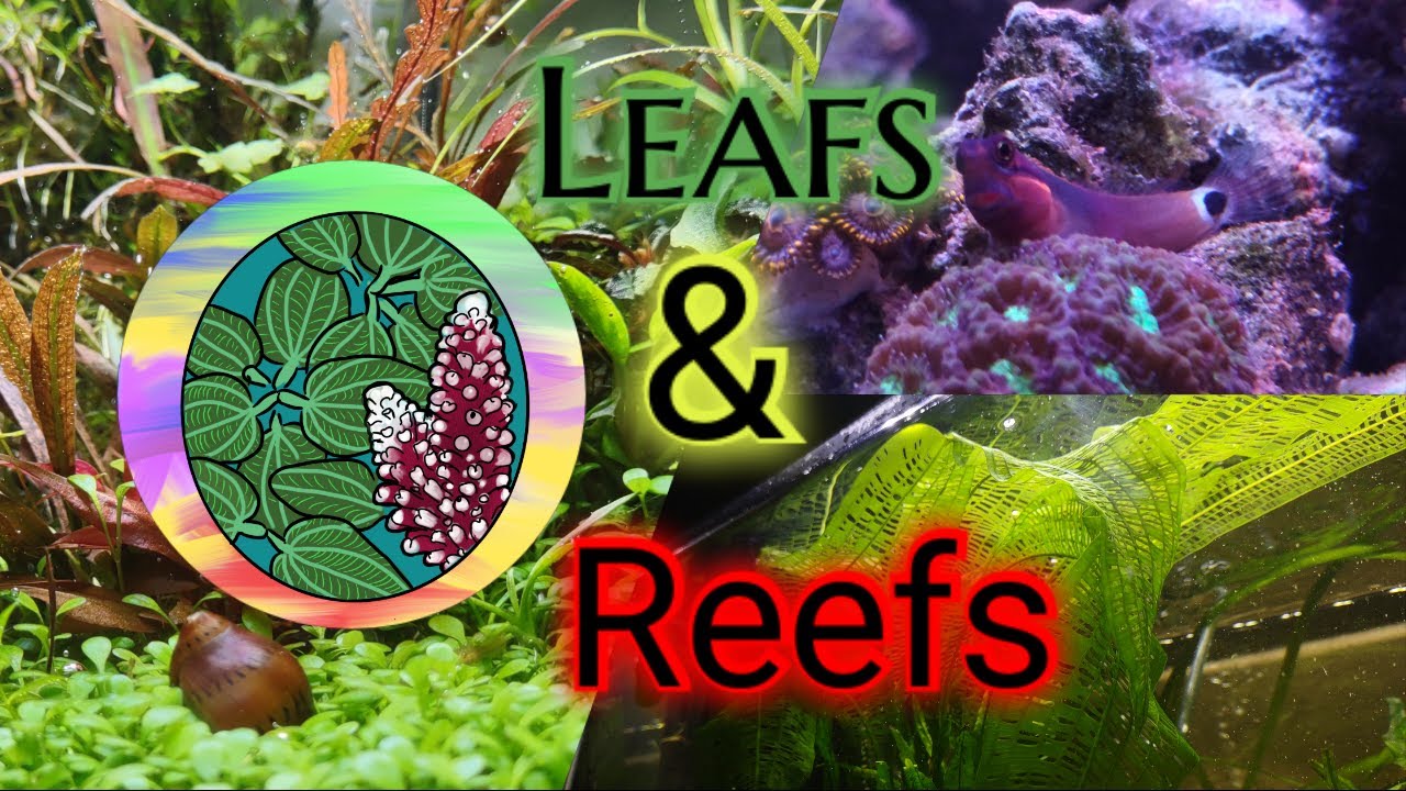 Leafs and Reefs #3 Scaping a new aquarium - YouTube
