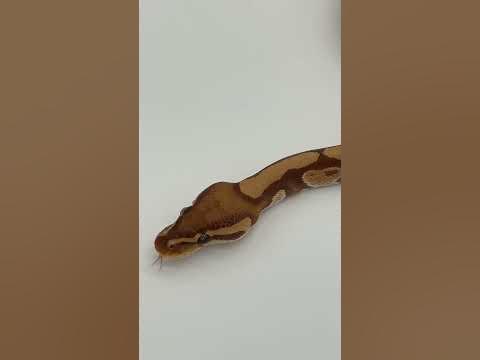 Ultramel Ball Python #shorts #shortsfeed #shortvideo #fyp - YouTube